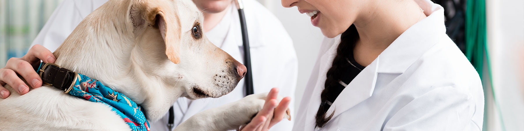 Starting a Veterinary Practice - Accountants for Veterinary Groups